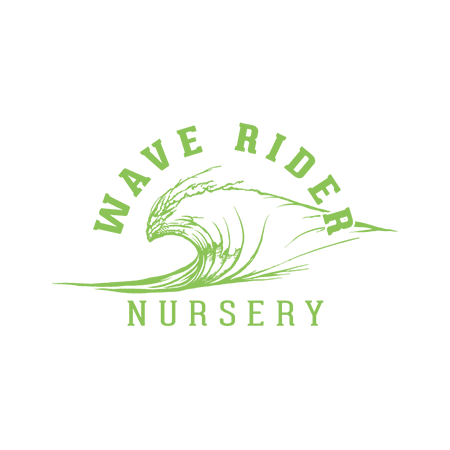 Deals - Recreational Marijuana Products | Nice Guys Delivery